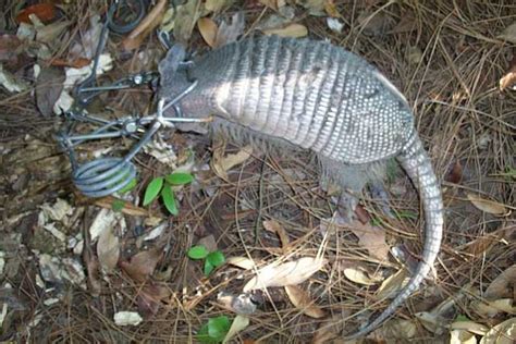How To Kill Armadillo