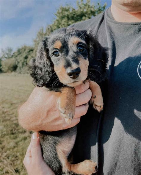 Long Haired Miniature Dachshund Puppies All Dachshund