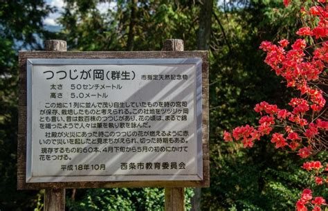 高知神社のつつじ 蛍のブログ