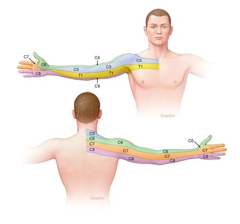 Upper Limb Dermatomes
