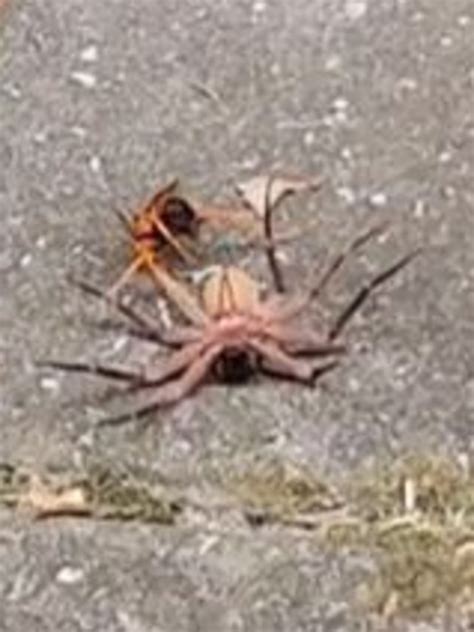 Spider And Wasp Battle Huntsman Spider Loses Insect Fight Au — Australias Leading