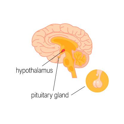 Male Endocrine Organs Simple Vector Infographic In Flat Style Stock