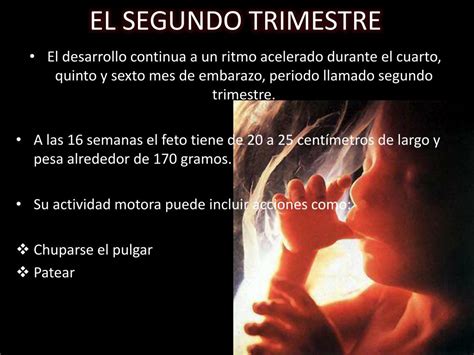 Ppt El Periodo Del Feto Powerpoint Presentation Free Download Id