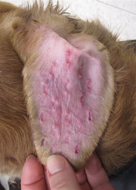 Surgical Treatment For Canine Aural Hematoma Clinicians Brief