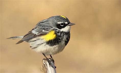 Yellow Rumped Warbler Indiana Audubon