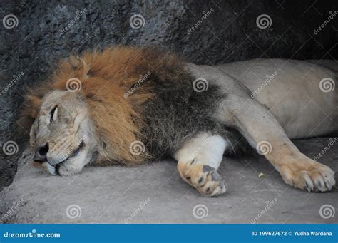 Un Lion Qui Dort Sur Un Rocher Photo Stock Image Of Endormi