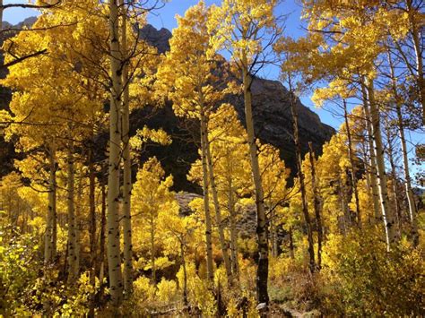 Pando The Tree Colony Thats The Heaviest Organism On Earth