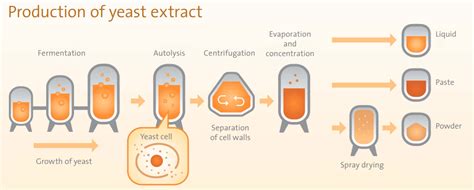 What Is Autolyzed Yeast Extract In Food Uses Gluten Free Vegan Composition