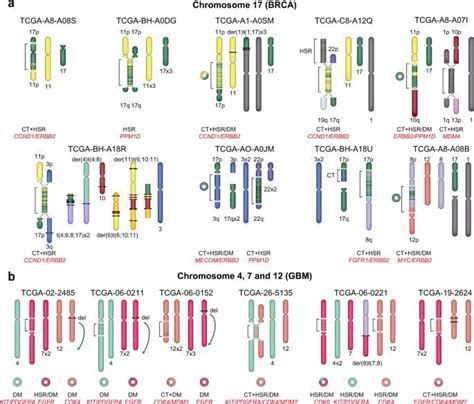 Dr Muhammad Sohail On Linkedin 🔬 Exploring Chromosomal Alterations In