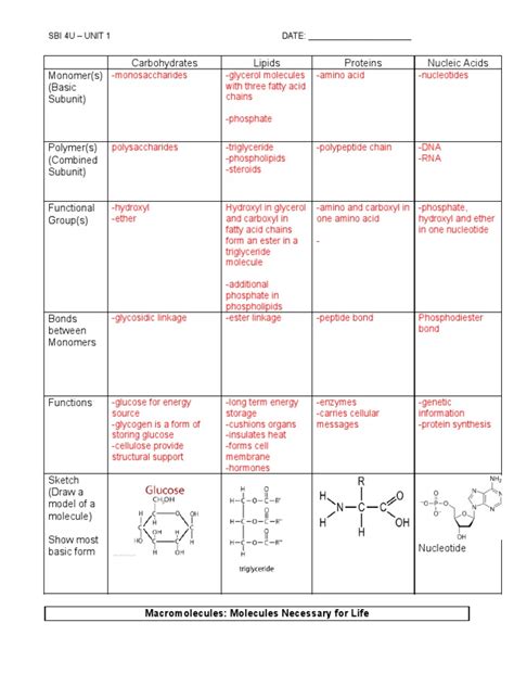 Macromolecules Worksheet Answers Pdf Macromolecules Nucleic Acids