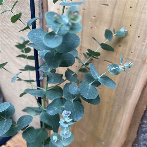 Eucalyptus Gunnii