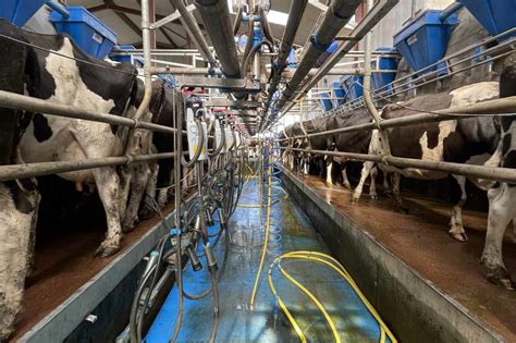 Early Milk Recording Revolutionises Herd Health Dairy Data