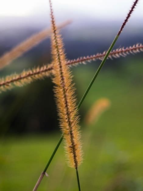 Premium Photo Close Up Of Rope On Grass