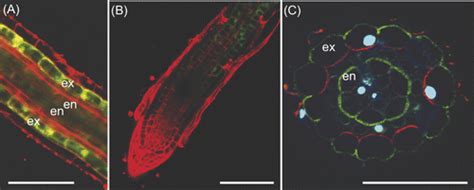 Full Article Further Characterization Of A Rice Silicon Efflux Transporter Lsi