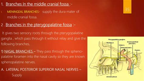 Trigeminal Nerve Ppt
