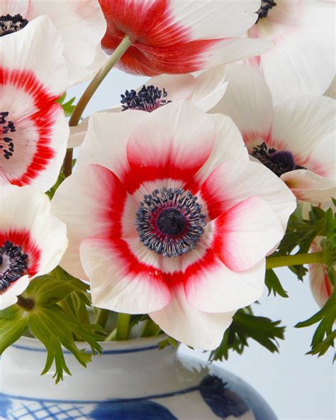 Anemone 'Bicolor' bulbs — Buy online at Farmer Gracy UK