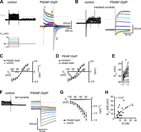 Excitation Of Medium Spiny Neurons By ‘inhibitory Ultrapotent