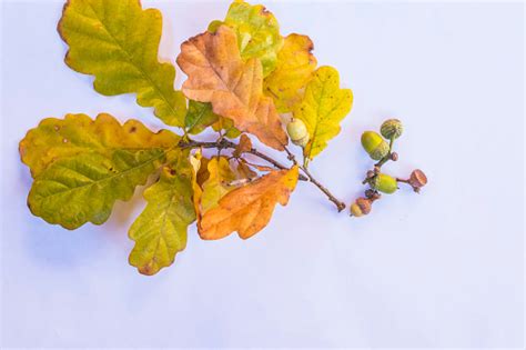 나뭇잎과 흰색 바탕에 도토리와 떡갈나무 지점 평면 위치 최고 볼 수 있습니다 오크 잎과 도토리 Isolatedautumn 참나무 나뭇가지와 Acornscopy 공간 0명에