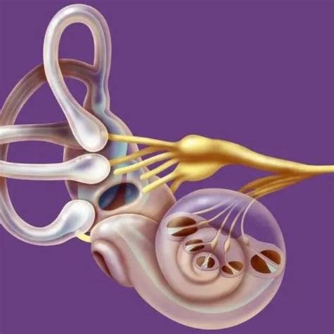 Otolith Structure Of A Fish Image Credits Lasse Amundsen Download