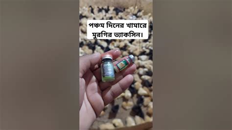 পঞ্চম দিনে খামারে মুরগির ভ্যাকসিন। Youtube