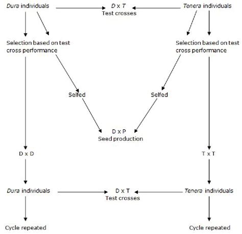 2 Reciprocal Recurrent Selection For Oil Palm Breeding Download