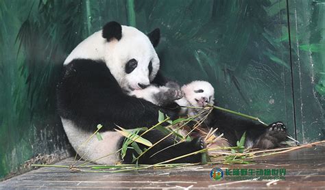 大熊猫 宣传教育