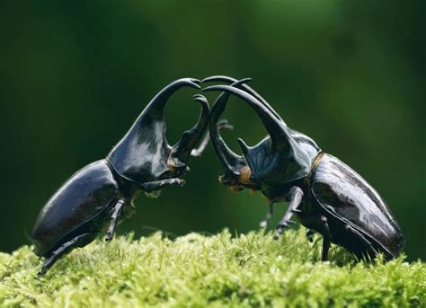 Tackle Project Resource Conflicts With Good Data Pmalliance Project Management Blog