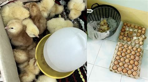 The Eggs Were Left For 3 Days And Then 21 Chicks Hatched