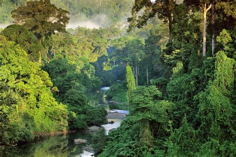 Which Countries Have The Most Jungle At Amy Ammerman Blog