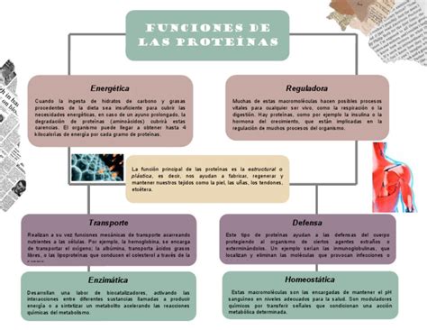 Mapa Conceptual De Las Funciones De Las Proteinas Pdf Proteínas