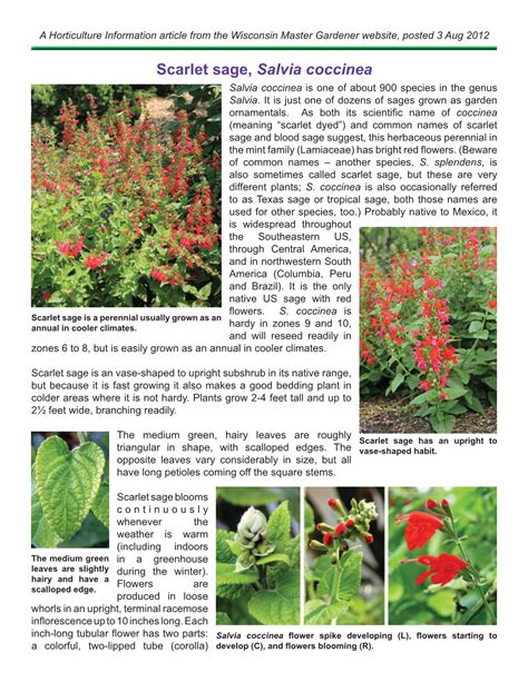 Scarlet Sage Salvia Coccinea Salvia Coccinea Is One Of About 900