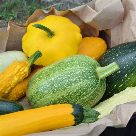 Squash Types List