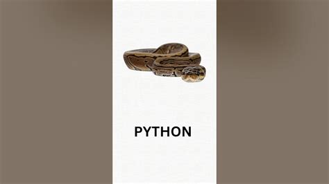 Lets Learn Python Day 1 Introduction To Python Youtube