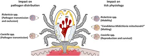 Frontiers Tick Pathogen Interactions And Vector Competence