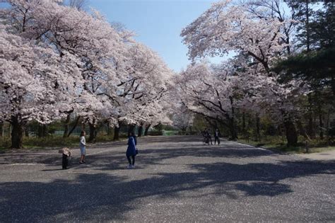 2015年度icu国際基督教大学入学式、桜、お花見 Buchoのicu入試受験対策国際基督教大学入試情報