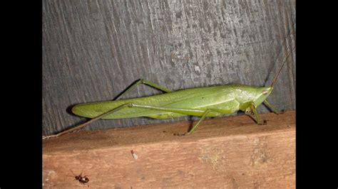 ЖАРЕНЫЙ КУЗНЕЧИК Жарим и варим КУЗНЕЧИКОВ Youtube