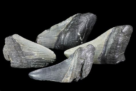 real fossil megalodon partial tooth 3 size for sale