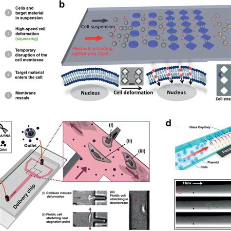 Immune Cell Transfection With Microfluidics Technology A Microfluidic Download Scientific
