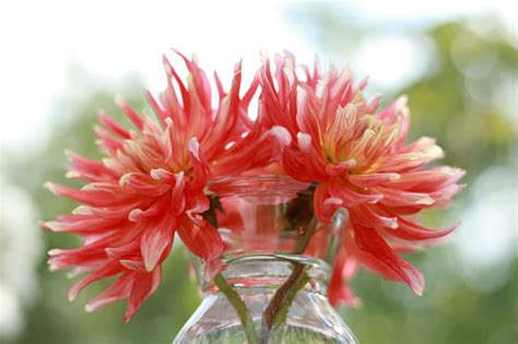 집중 파스텔 복숭아 산호 Dahlia 꽃잎 매크로 꽃 추상적 인 배경 배경에 대한 꽃 달리아의 클로즈업 아름다운 산호 핑크 달리아 꽃이 만개합니다 가을 꽃 0명에 대한 스톡