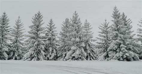 많은 나무로 가득한 눈 덮인 숲 사진 Unsplash의 겨울 이미지