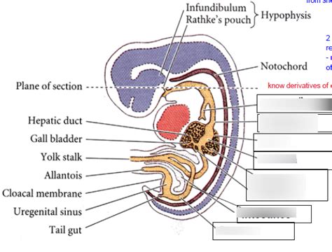 Lecture 14 Endodermal Organs Diagram Quizlet