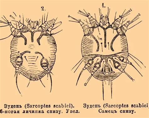 Sarcoptes Scabiei Facts Diet Habitat And Pictures On Animaliabio
