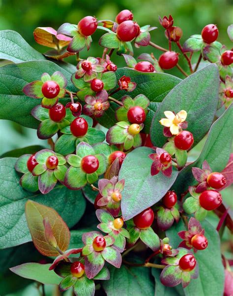 Hypericum Androsaemum Albury Purple Shrubsrhs