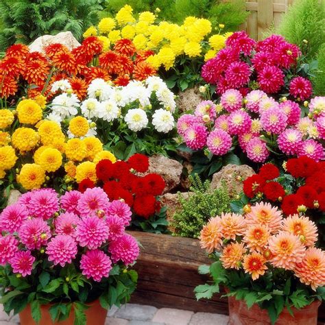Цветы для дачи многолетние низкорослые 73 фото НА ДАЧЕ ФОТО