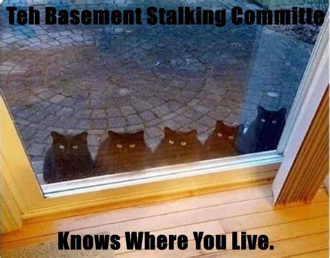 Teh Basement Stalking Committe Lolcats Lol Cat Memes Funny Cats Funny Cat Pictures