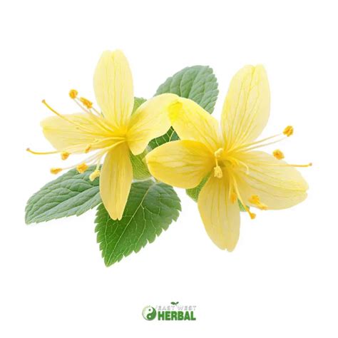 Horny Goat Weed East West Herbal
