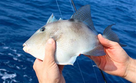 Triggerfish Species