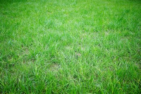 Premium Photo Green Summer Grass Texture Backdrop