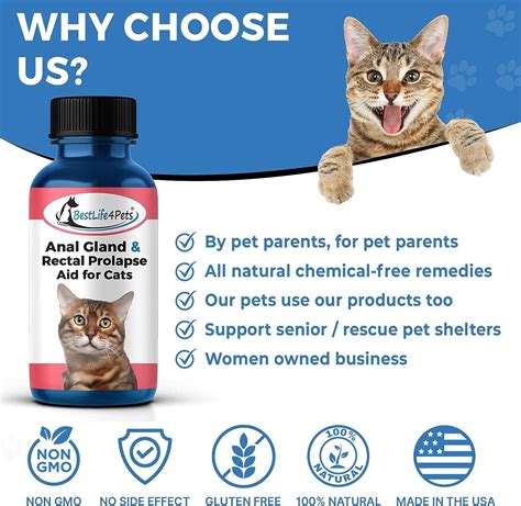 Anal Prolapse Cat