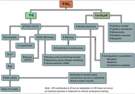 Vo2 Max Flashcards Quizlet